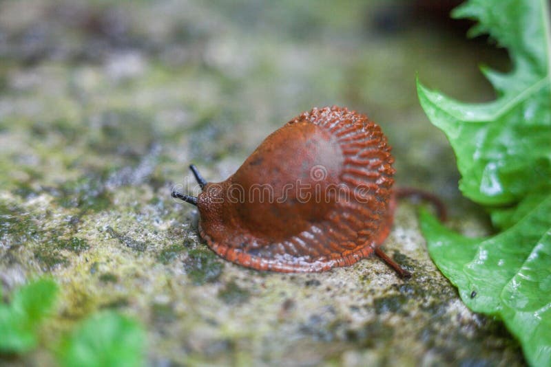 Land Slug, is a Common Name for Any Apparently Shell-less Terrestrial ...
