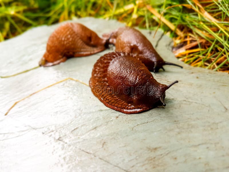 Land slugs stock photo. Image of snails, horticultural - 139983522