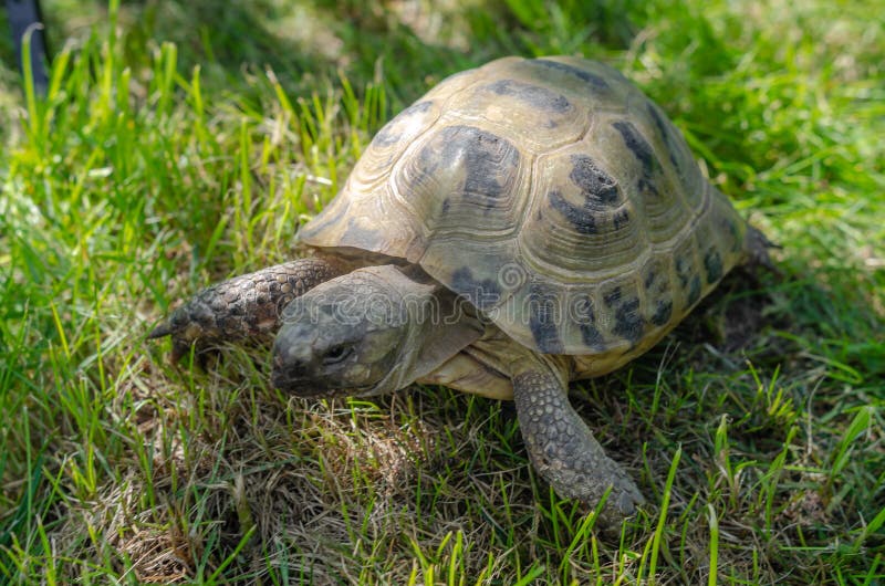 Land Small Turtle among the Mown Dry Grass. Turtle in Nature Stock ...