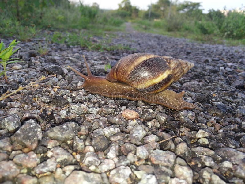Land Snail stock photo. Image of highway, snail, land - 49203346
