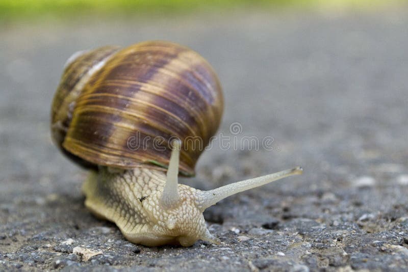 Land Snail Picture. Image: 87854811
