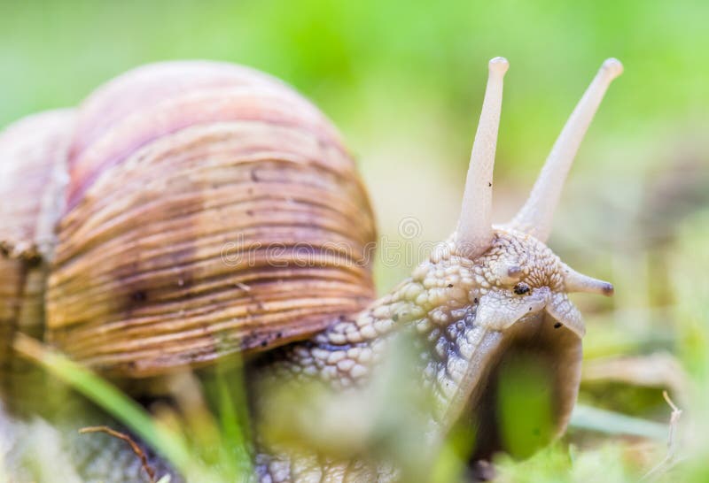 Land snail on the ground stock photo. Image of colorful - 99134916