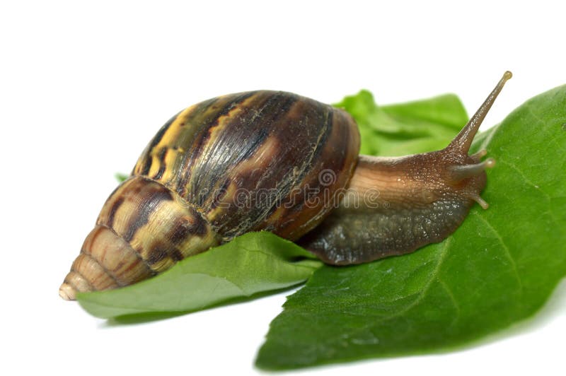 Land snail Helix sp. stock image. Image of asia, gastropoda - 107225827