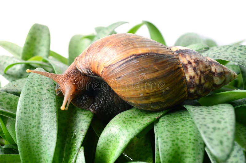Land snail Helix sp. stock image. Image of asia, gastropoda - 107225827
