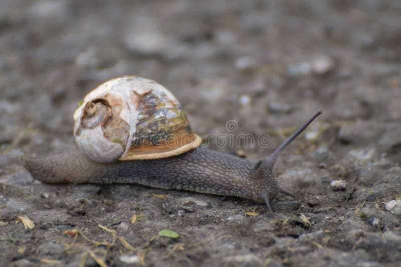 Land snail stock image. Image of great, britain, close - 85798571
