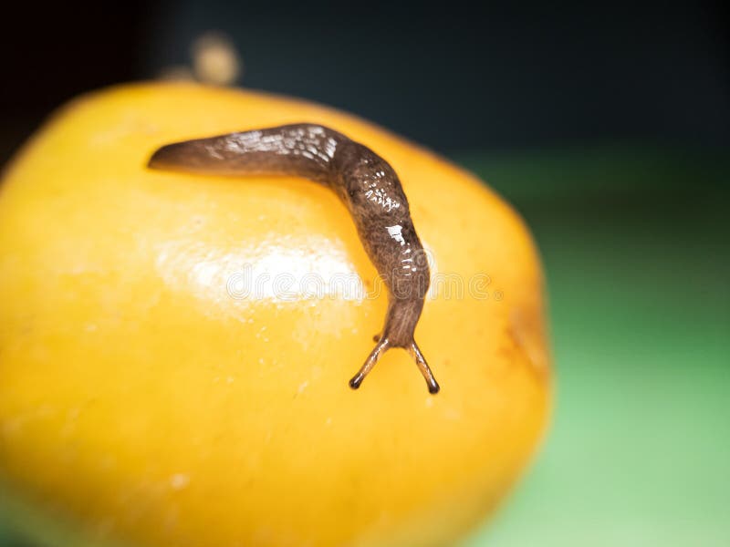 Land Snail, Terrestrial Gastropod Mollusk Crawling Over Tomatoes Stock ...
