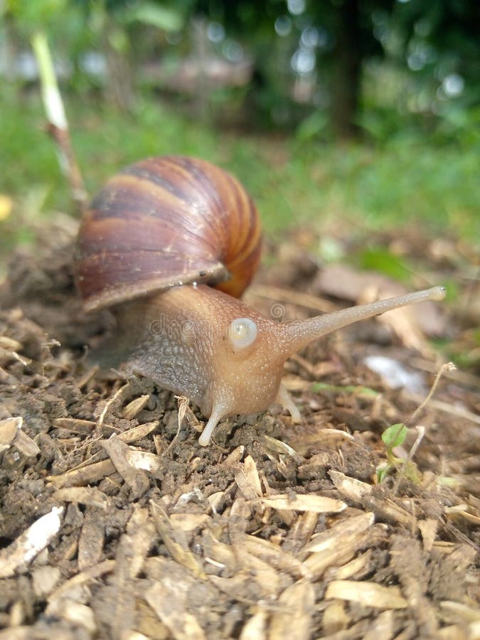 Land Snail with Yellow Brown Shell Stock Photo - Image of yellow, land ...