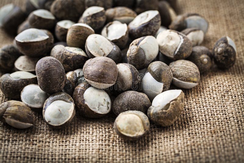 Land snails stock photo. Image of breeding, garden, jute - 27710786