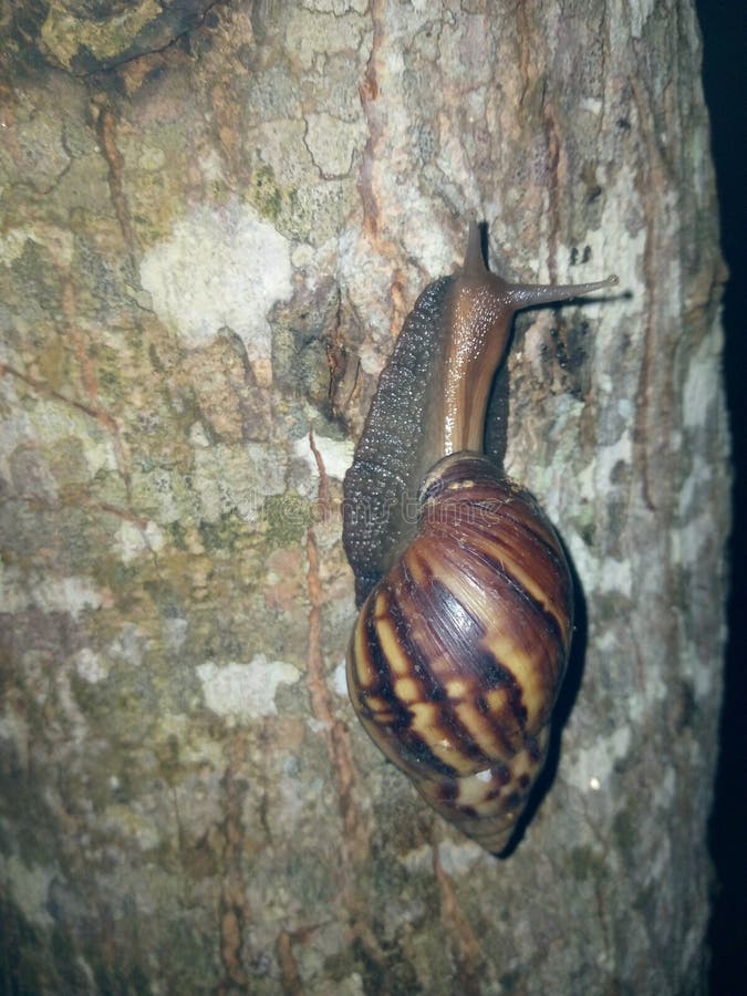 Land Snails are Crawling on the Trees at Night Stock Image - Image of ...