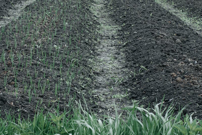 Land Sown Area, Spring Planting Crop Stock Photo - Image of fresh ...