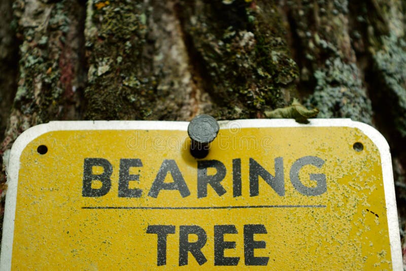 Land Survey Bearing Tree Marker Stock Image - Image of forester ...