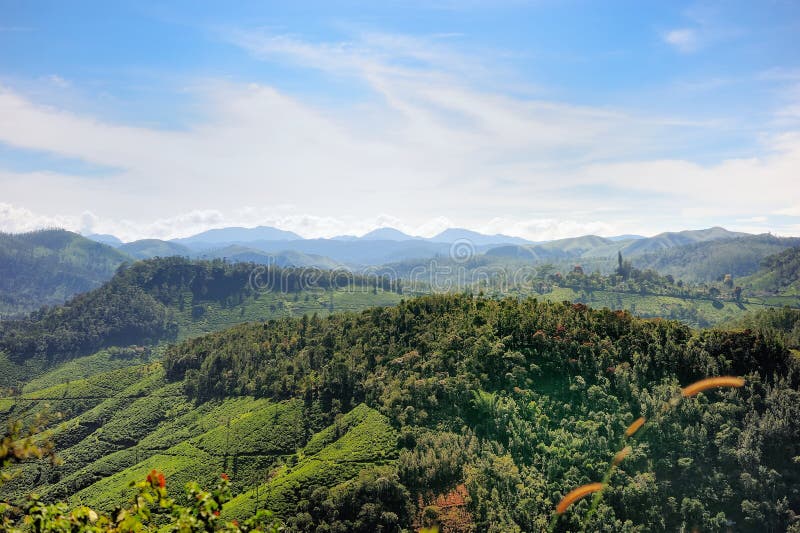 Land tea stock image. Image of fresh, tropical, plantation - 21634737