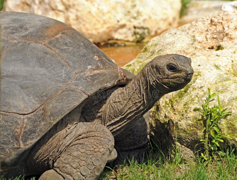 Land tortoise stock photo. Image of large, giant, habitat - 13281894