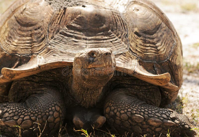 Land tortoise stock photo. Image of large, giant, habitat - 13281894