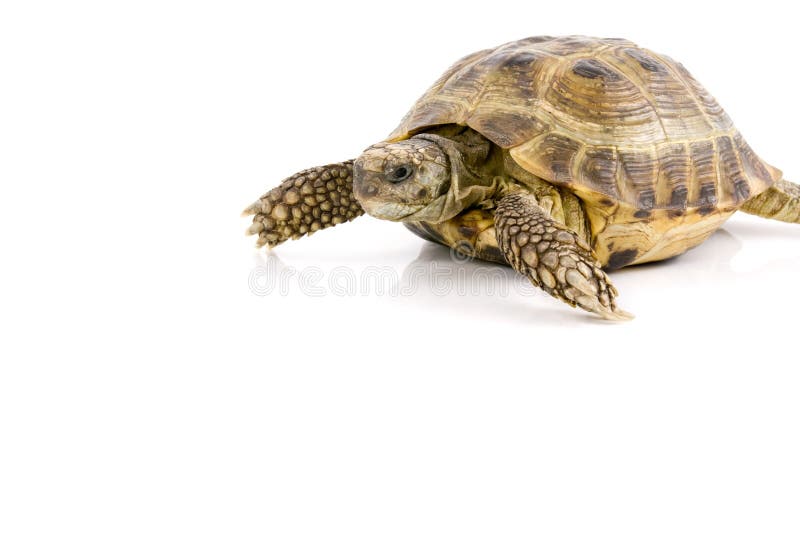 Land tortoise stock photo. Image of herbivorous, amphibian - 18153602