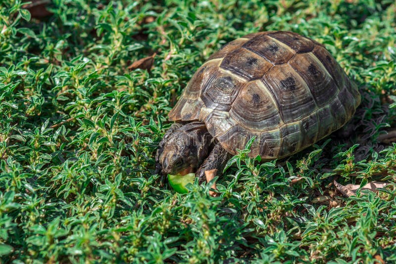 Land tortoise stock photo. Image of slow, grass, brown - 100093622