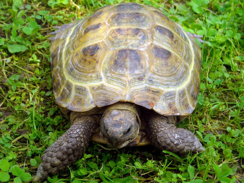 Land Tortoise on a Green Grass by a Sunny Day Stock Image - Image of ...