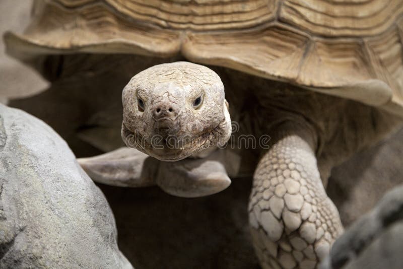 Land tortoise stock photo. Image of close, large, outdoors - 52610376