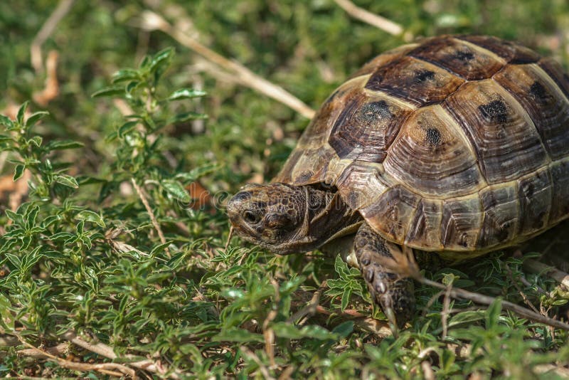 Land tortoise stock image. Image of galapagos, background - 100093507