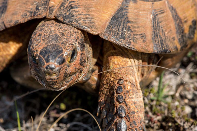 Land Tortoise - Testudo Graeca Stock Photo - Image of shell, slow: 60724612