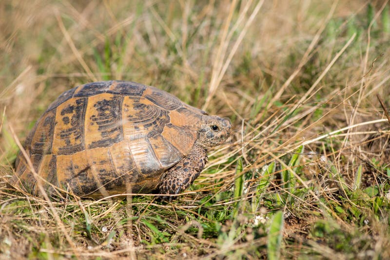 Land Tortoise - Testudo Graeca Stock Image - Image of slow, shell: 60724735