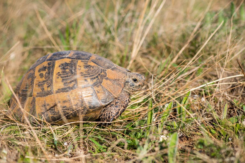 Land Tortoise - Testudo Graeca Stock Image - Image of slow, shell: 60724735