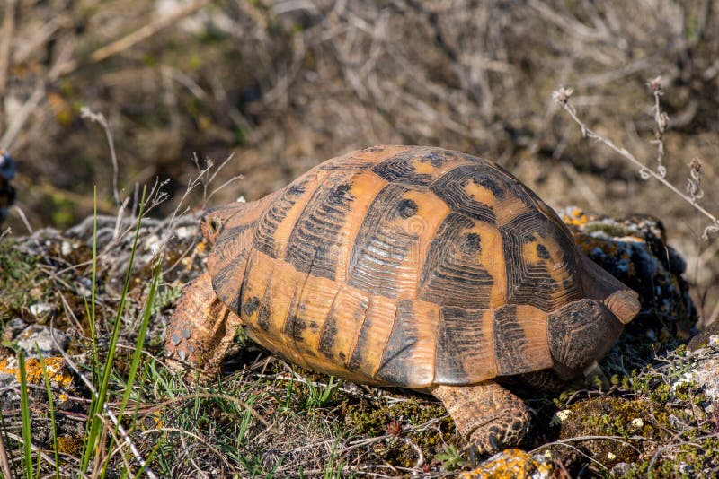 Land Tortoise - Testudo Graeca Stock Image - Image of shield, shell ...