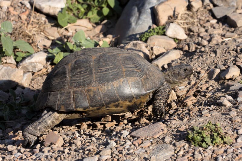 Land Tortoise Testudo Graeca, Turkey Stock Image - Image of testudo ...