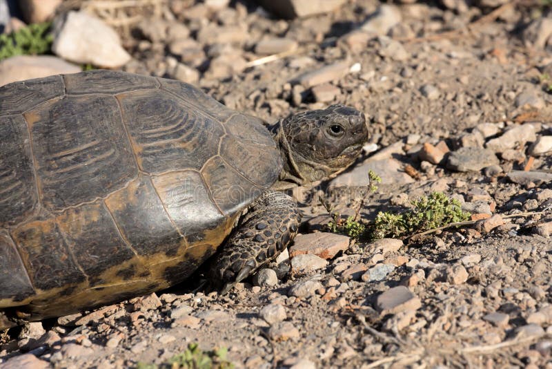 Land Tortoise Testudo Graeca, Turkey Stock Photo - Image of speed ...