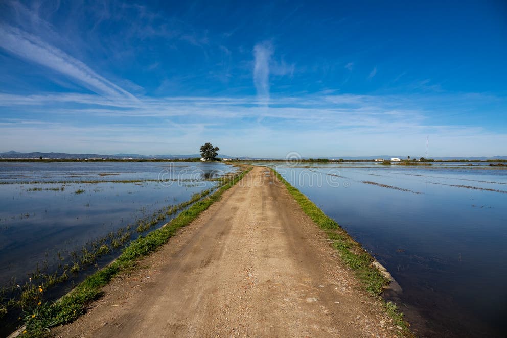 Land Track in the Middle of Rice Fields Stock Photo - Image of funnel ...
