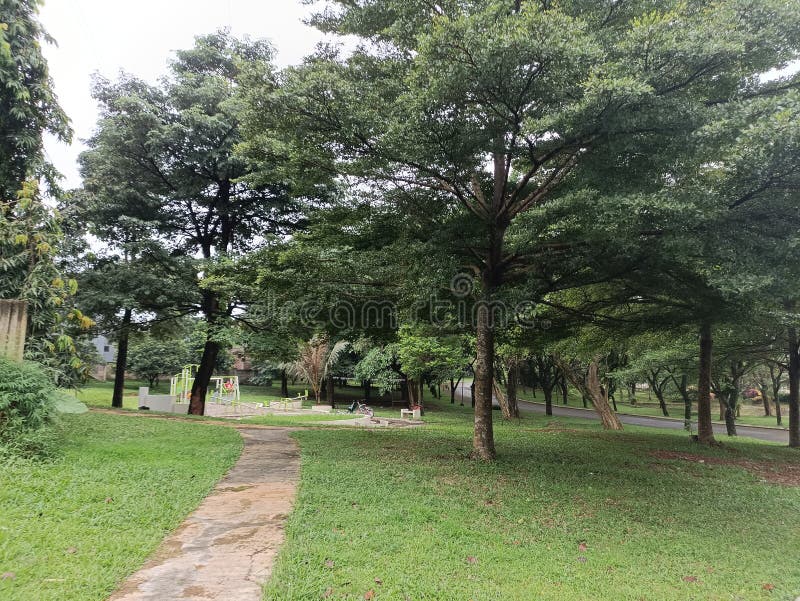 Land of Tree Morning Fresh Air Stock Photo - Image of land, fresh ...