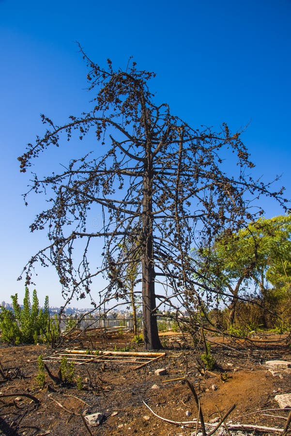 Land with Trees after FireBurned Forest, Charred , Fire Stock Photo ...
