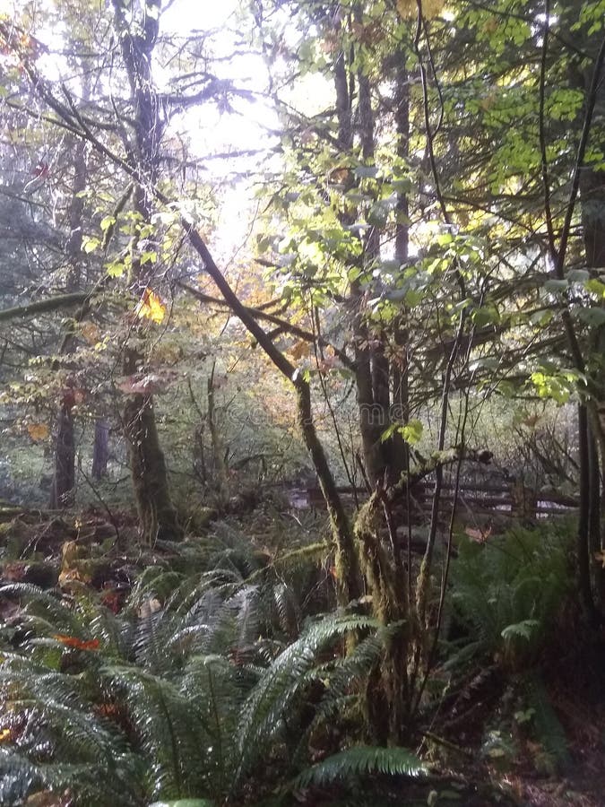 Land of trees stock image. Image of tree, mystic, forest - 164285915