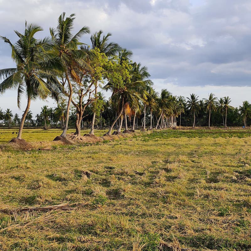 Land trees sky co stock photo. Image of coconut, tress - 231276618