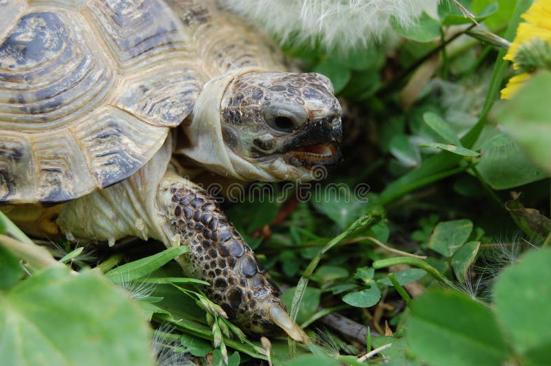 The land turtle stock photo. Image of shell, reptile - 14512938