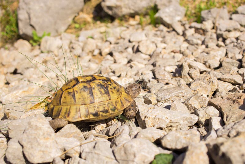Land turtle. stock image. Image of land, ground, shell - 68424919