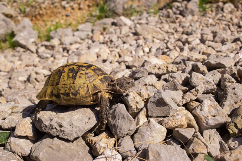 Land turtle. stock photo. Image of wild, sunbathing, shell - 68424972