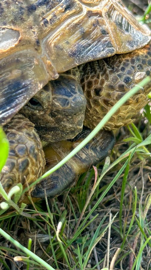 Land Turtle is Crawling in the Steppe. the Turtle is Walking on the ...