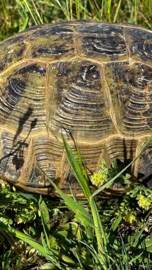 Land Turtle is Crawling in the Steppe. the Turtle is Walking on the ...