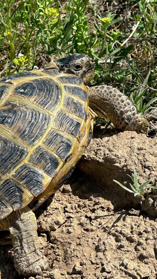 Land Turtle is Crawling in the Steppe. the Turtle is Walking on the ...
