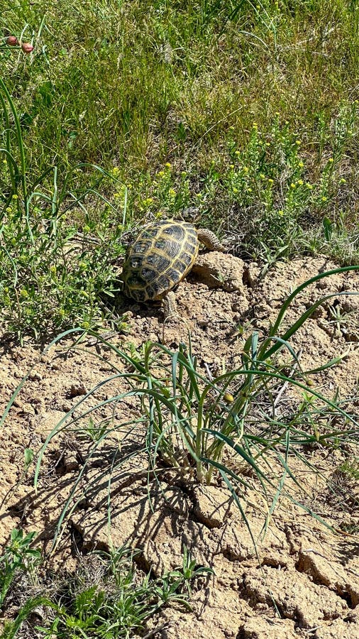 Land Turtle is Crawling in the Steppe. the Turtle is Walking on the ...
