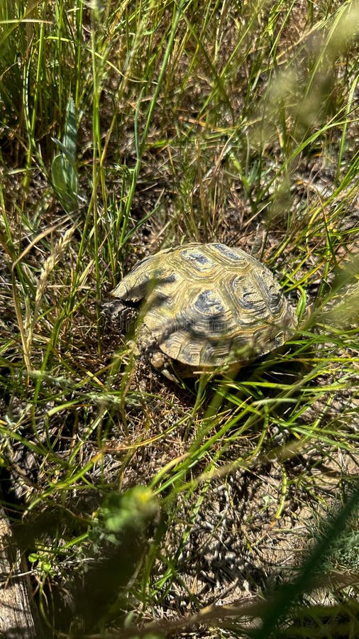 Land Turtle is Crawling in the Steppe. the Turtle is Walking on the ...