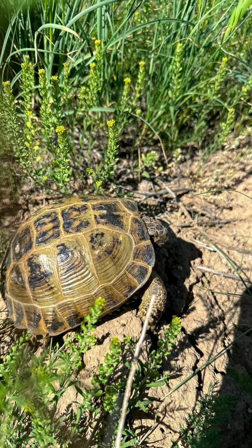 Land Turtle is Crawling in the Steppe. the Turtle is Walking on the ...
