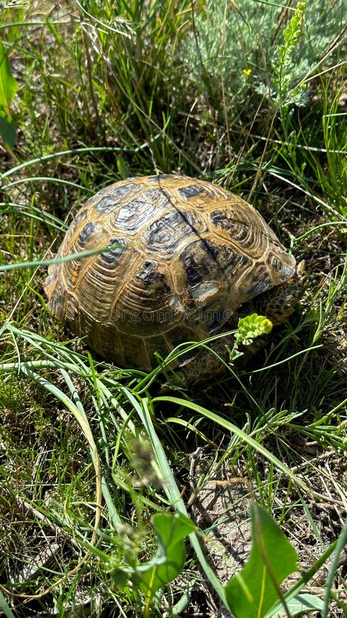 Land Turtle is Crawling in the Steppe. the Turtle is Walking on the ...