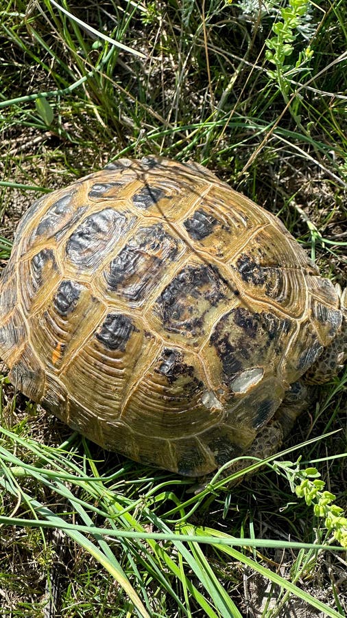 Land Turtle is Crawling in the Steppe. the Turtle is Walking on the ...