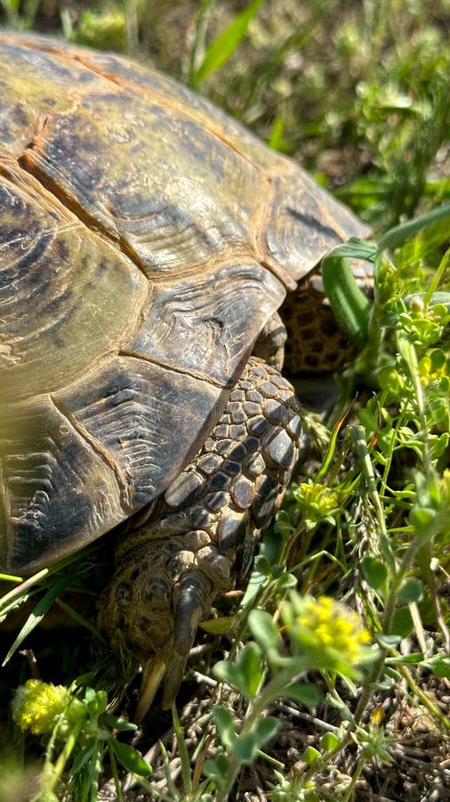 Land Turtle is Crawling in the Steppe. the Turtle is Walking on the ...