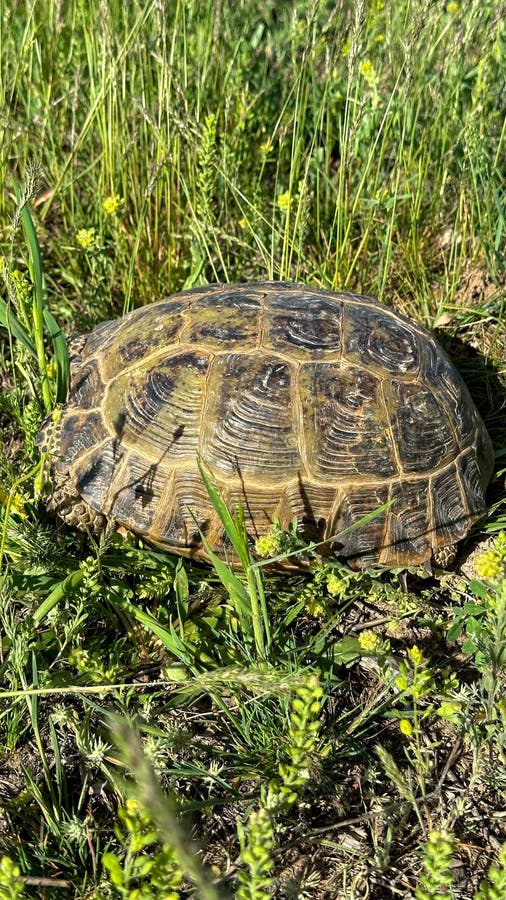 Land Turtle is Crawling in the Steppe. the Turtle is Walking on the ...