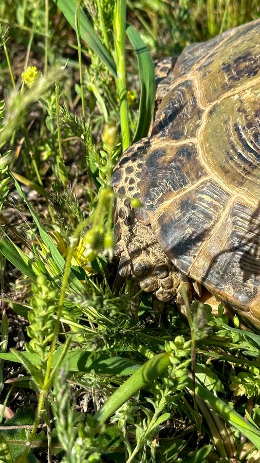 Land Turtle is Crawling in the Steppe. the Turtle is Walking on the ...