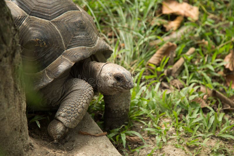 Land turtle. stock photo. Image of portrait, herpetology - 43044938