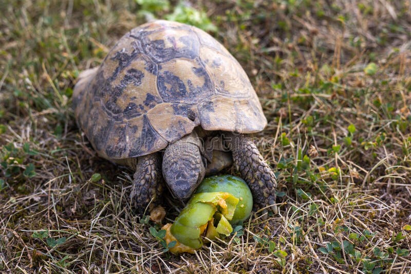 Land Turtle Eats a Fruit in the Garden Stock Photo - Image of garden ...